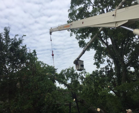 Pentecost Tree Service in Nashville TN